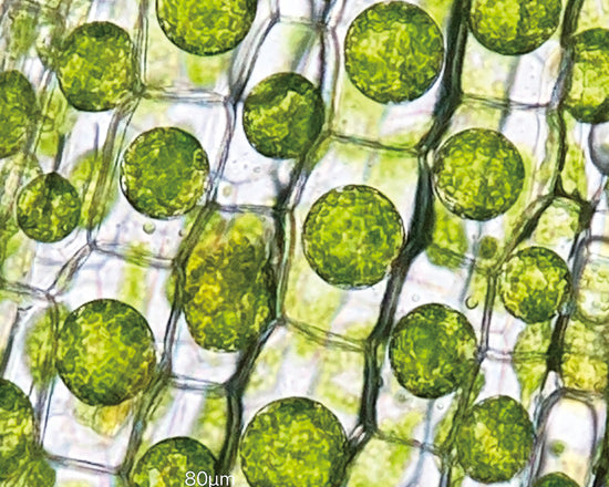 uHandy Mobile Microscope