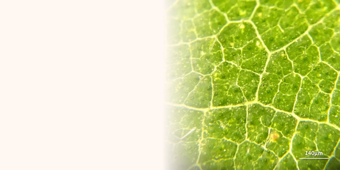 uHandy Mobile Microscope